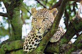 Tungareshwar Wildlife Sanctuary upsc